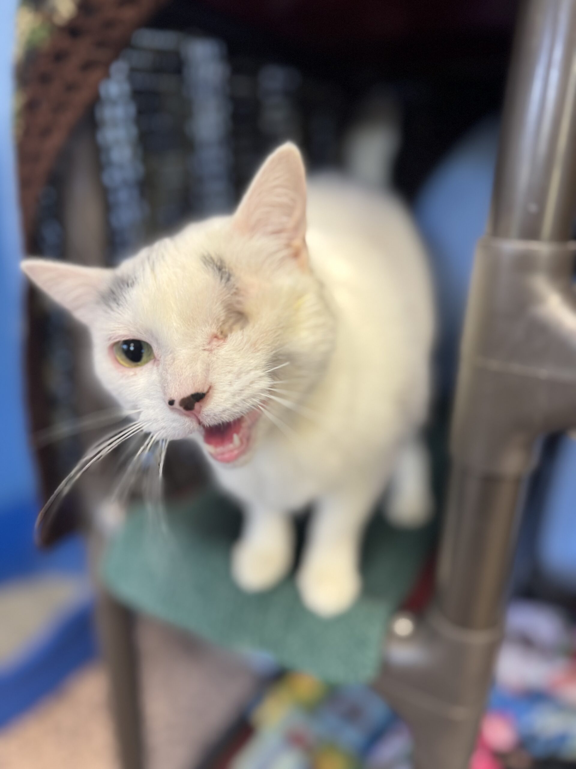 Bocker Is CCHS Pet If Week | News, Sports, Jobs - Post Journal